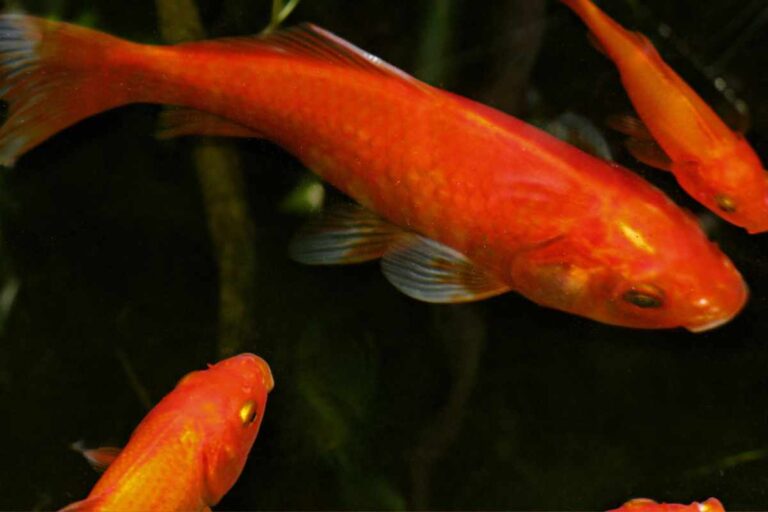 HOW TO GET RID of red spot of GOLDFISH in just 3 days – Urbaki Pets