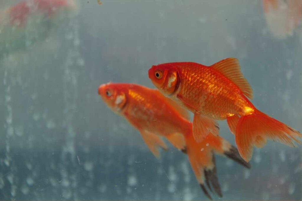 HOW TO GET RID of red spot of GOLDFISH in just 3 days – Urbaki Pets