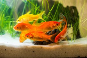 HOW TO GET RID of red spot of GOLDFISH in just 3 days – Urbaki Pets