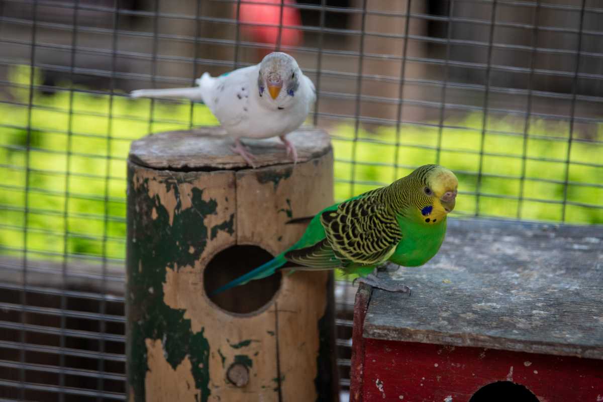 How to Tame Your Bird Really Fast – Urbaki Pets