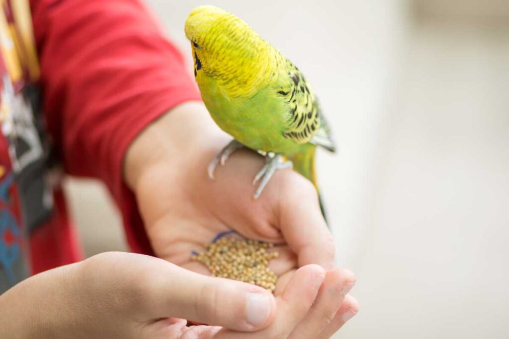 How to Tame Your Bird Really Fast – Urbaki Pets