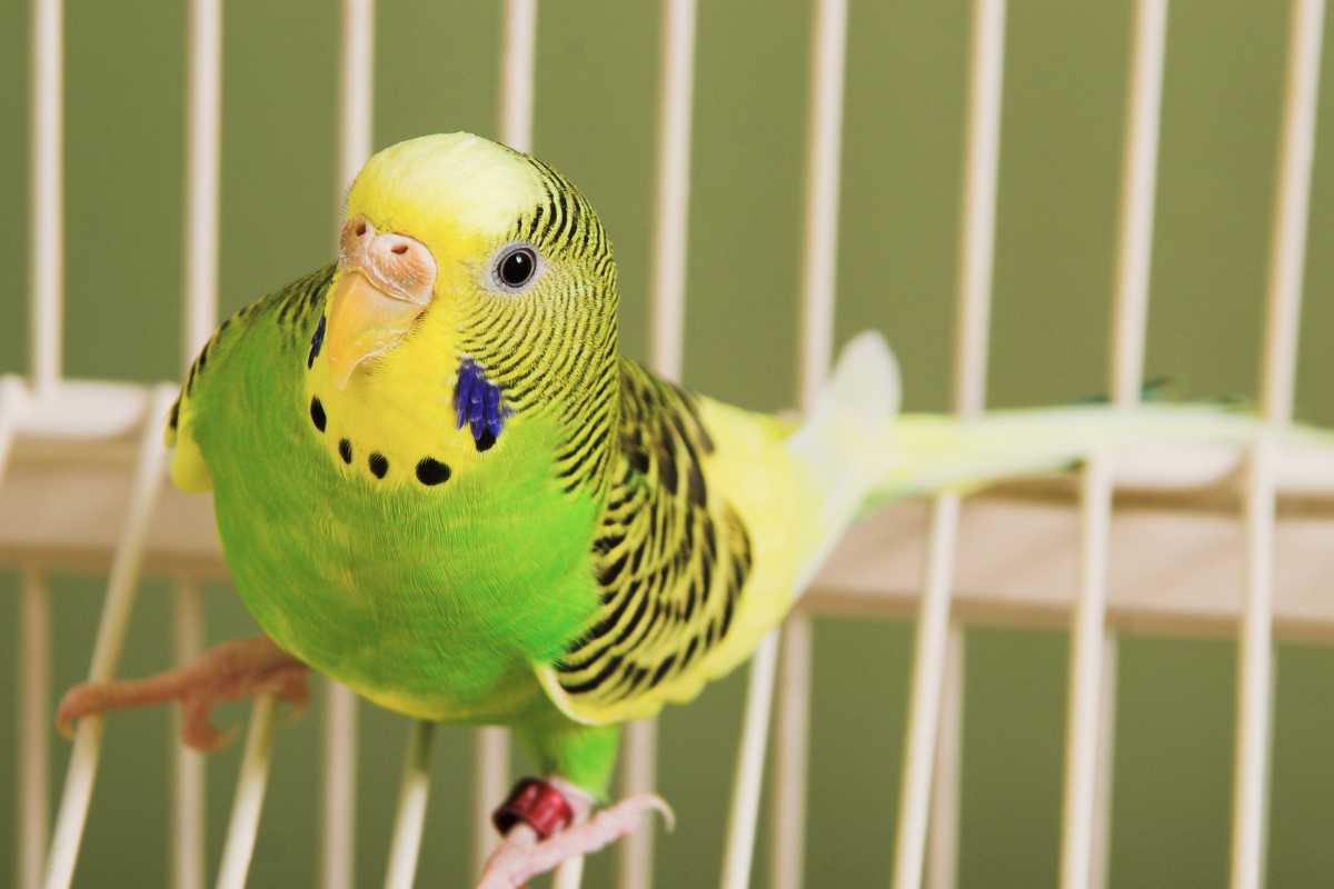 How to Tame Your Bird Really Fast – Urbaki Pets