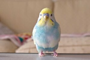 How to Tame Your Bird Really Fast – Urbaki Pets