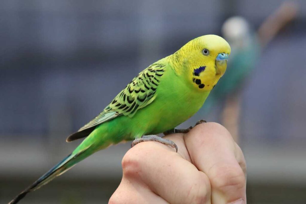 How to Tame Your Bird Really Fast – Urbaki Pets