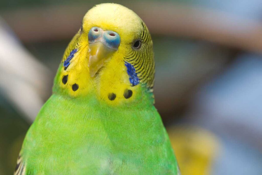 How to Tame Your Bird Really Fast – Urbaki Pets