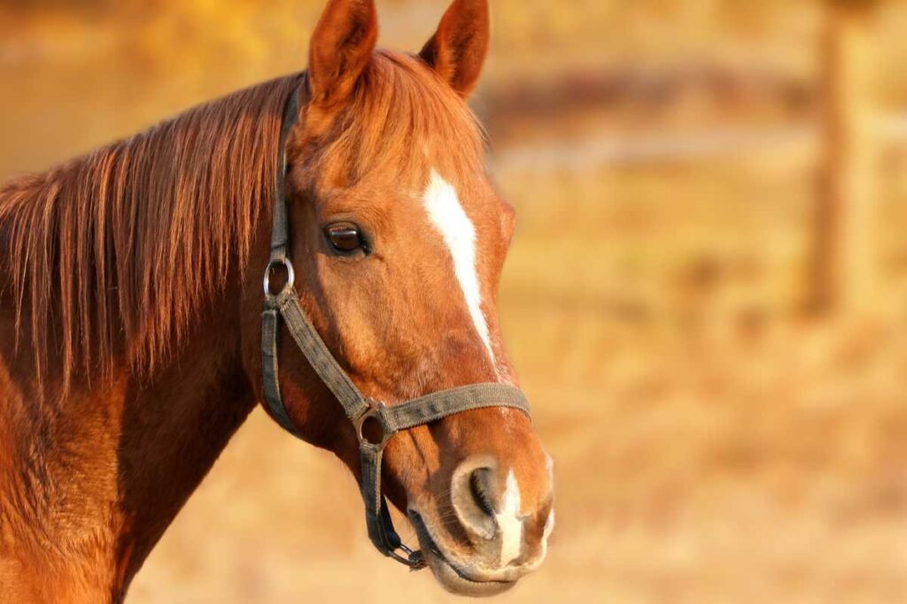 Reading Horse Body Language & Behavior – Urbaki Pets