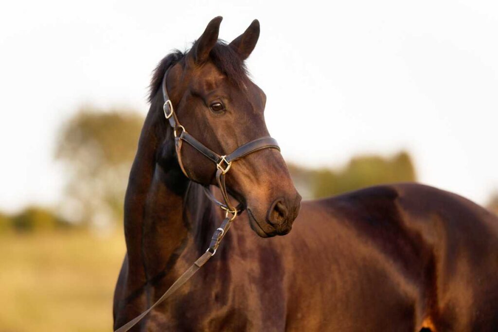 Reading Horse Body Language & Behavior – Urbaki Pets