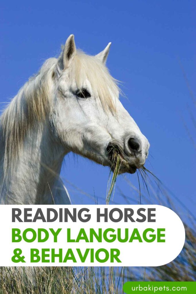 Reading Horse Body Language & Behavior – Urbaki Pets