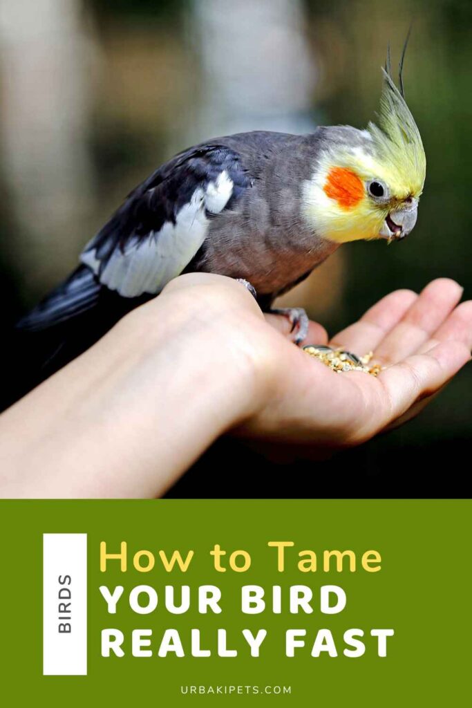 How to Tame Your Bird Really Fast – Urbaki Pets