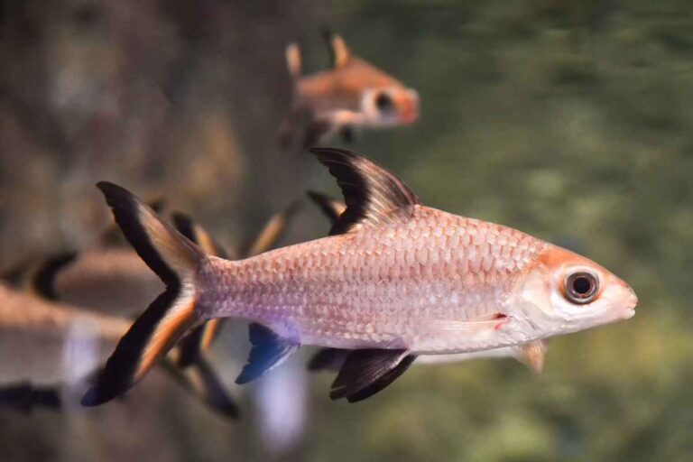 Top 7 WORST Beginner Fish! (BEWARE) – Urbaki Pets