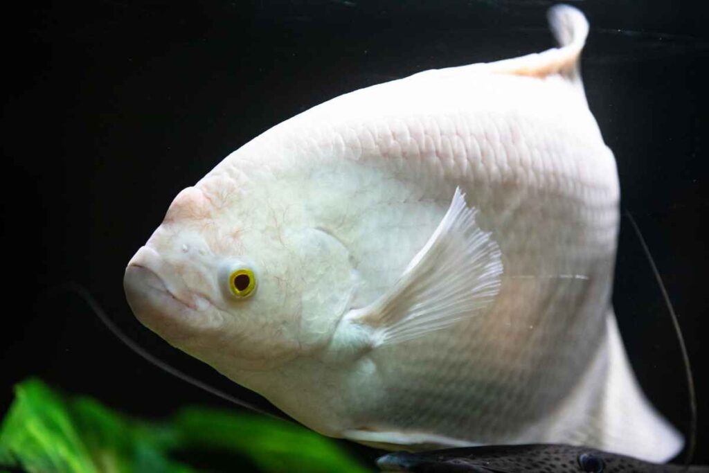 Top 7 WORST Beginner Fish! (BEWARE) – Urbaki Pets
