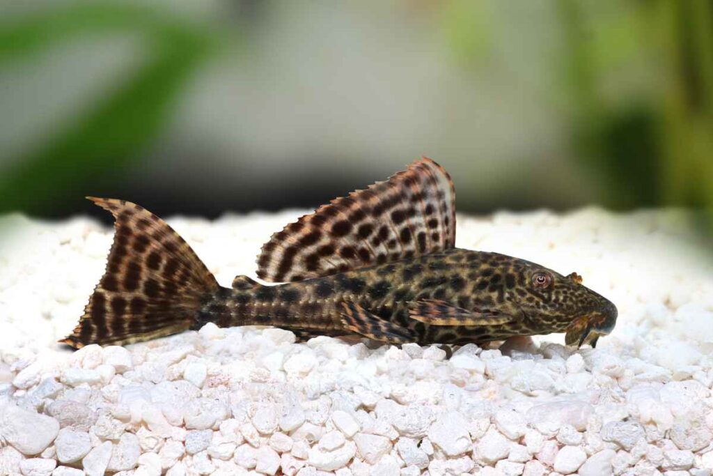 Top 7 WORST Beginner Fish! (BEWARE) – Urbaki Pets