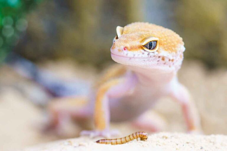 Top 5 Fun Reptile Life Hacks – Urbaki Pets