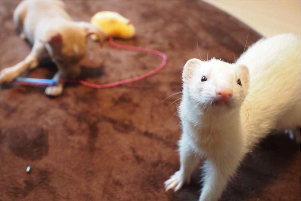 11 FUN Ways to Bond With Your Ferret – Urbaki Pets
