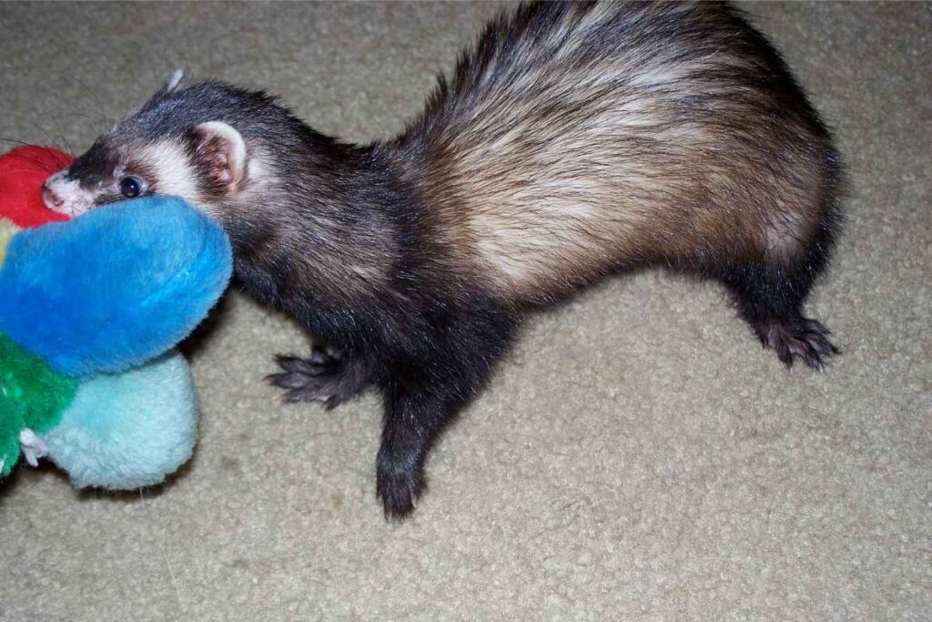 11 FUN Ways to Bond With Your Ferret – Urbaki Pets
