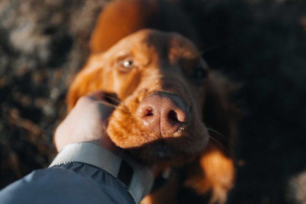 How to Pet A Dog And Body Handling Techniques – Urbaki Pets