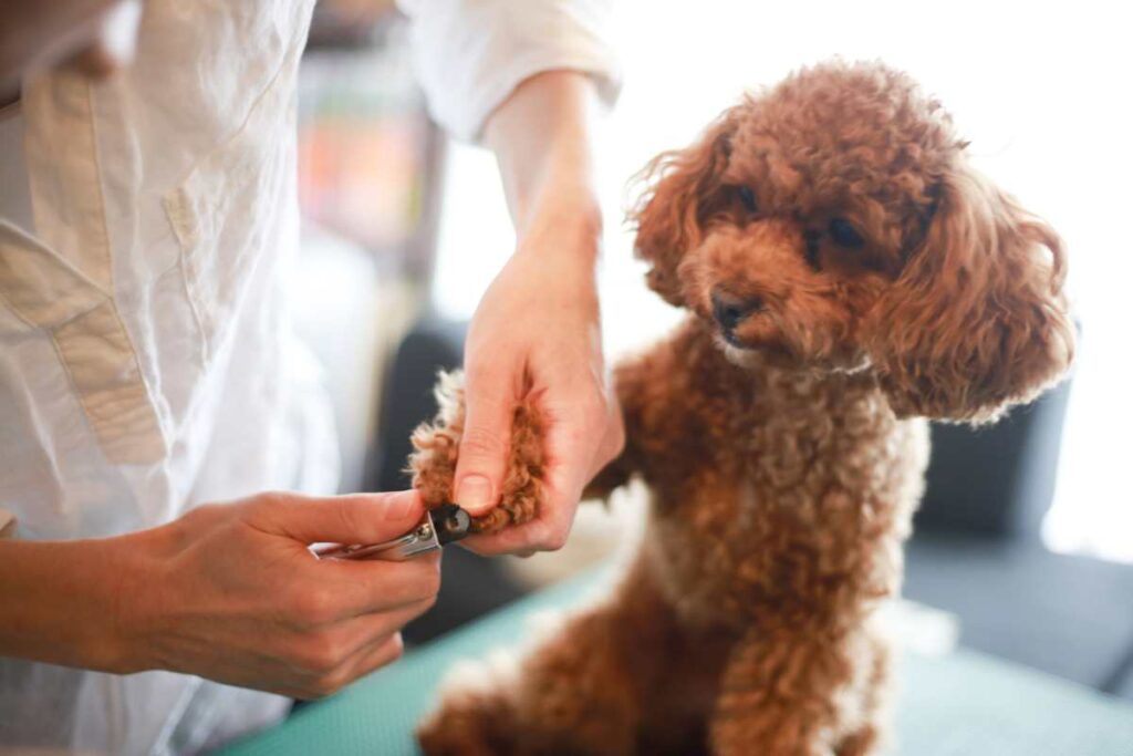 How to Pet A Dog And Body Handling Techniques – Urbaki Pets