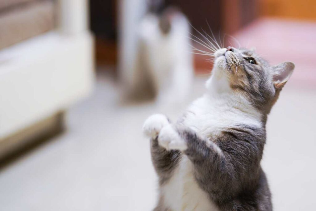 The Seven Deadly Cat Sins! – Urbaki Pets