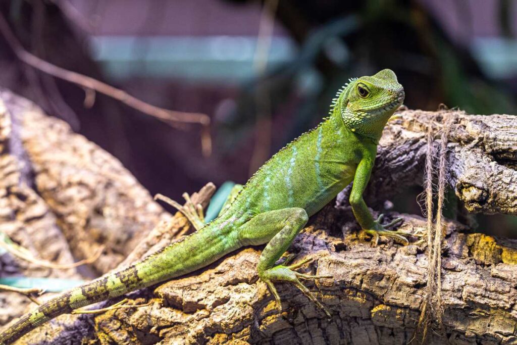 Top 5 Fun Reptile Life Hacks – Urbaki Pets