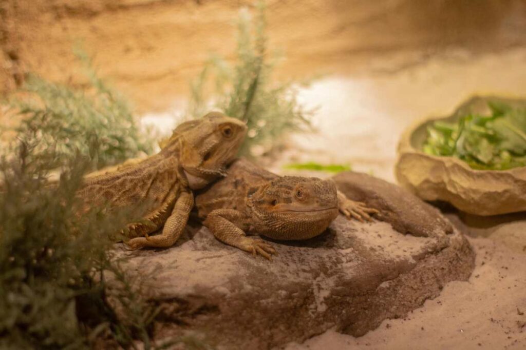 Top 5 Fun Reptile Life Hacks – Urbaki Pets