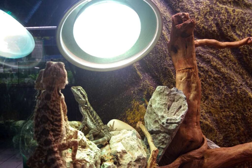 Top 5 Fun Reptile Life Hacks – Urbaki Pets