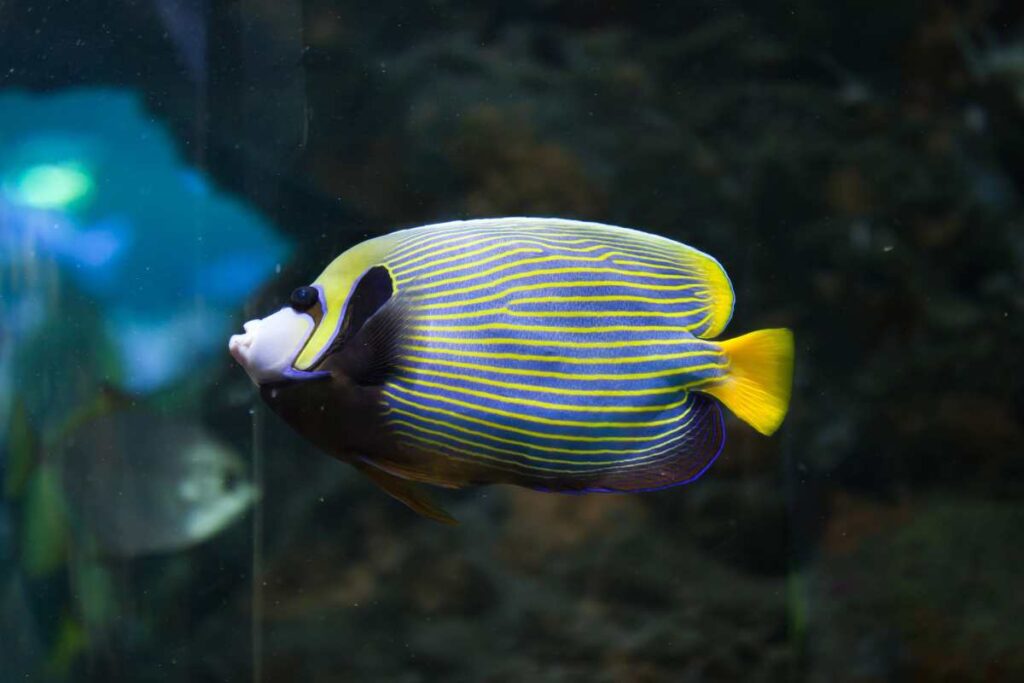 Top 7 WORST Beginner Fish! (BEWARE) – Urbaki Pets