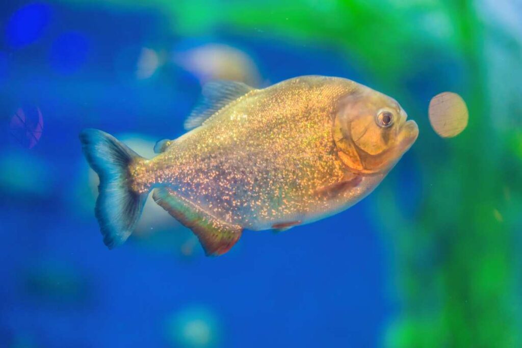 Top 7 WORST Beginner Fish! (BEWARE) – Urbaki Pets