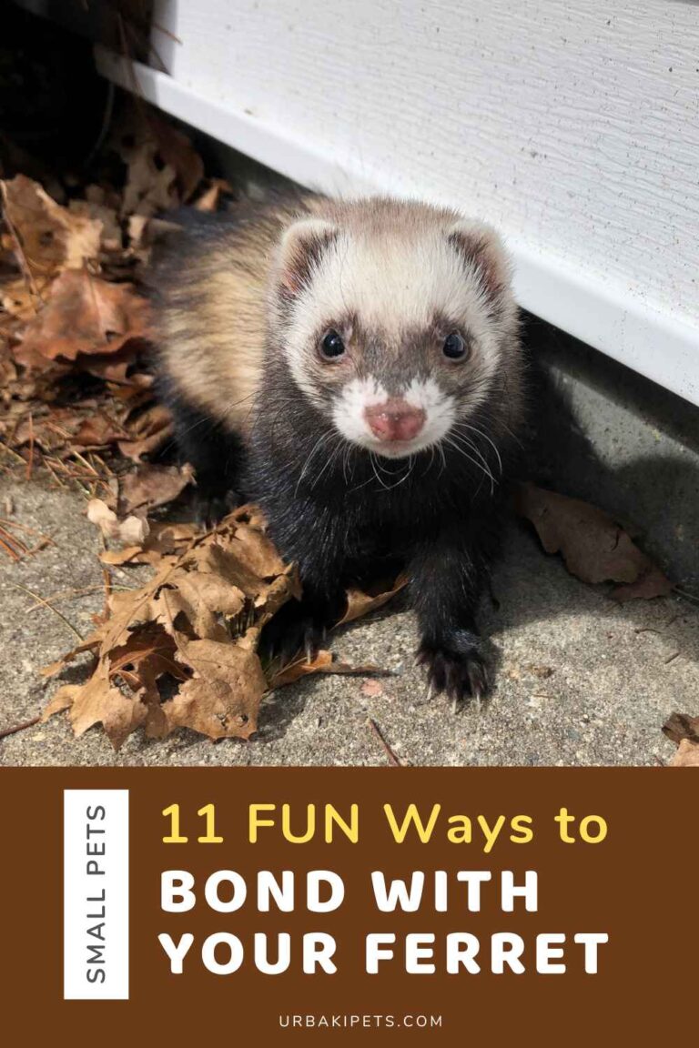 11 FUN Ways to Bond With Your Ferret – Urbaki Pets