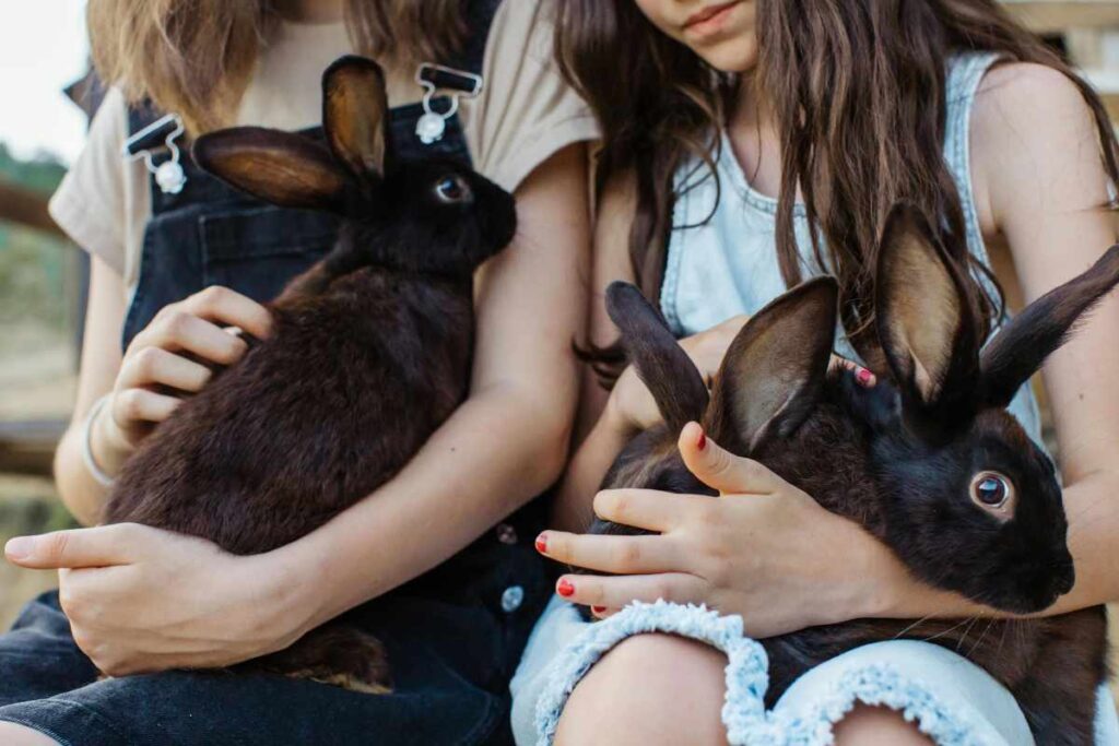 13 Sounds Rabbits Make and What They Mean – Urbaki Pets