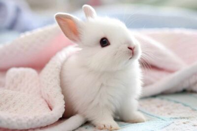 13 Sounds Rabbits Make and What They Mean – Urbaki Pets