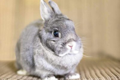 13 Sounds Rabbits Make and What They Mean – Urbaki Pets