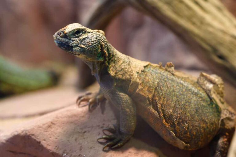 Uromastyx, The Best Pet Lizard? – Urbaki Pets