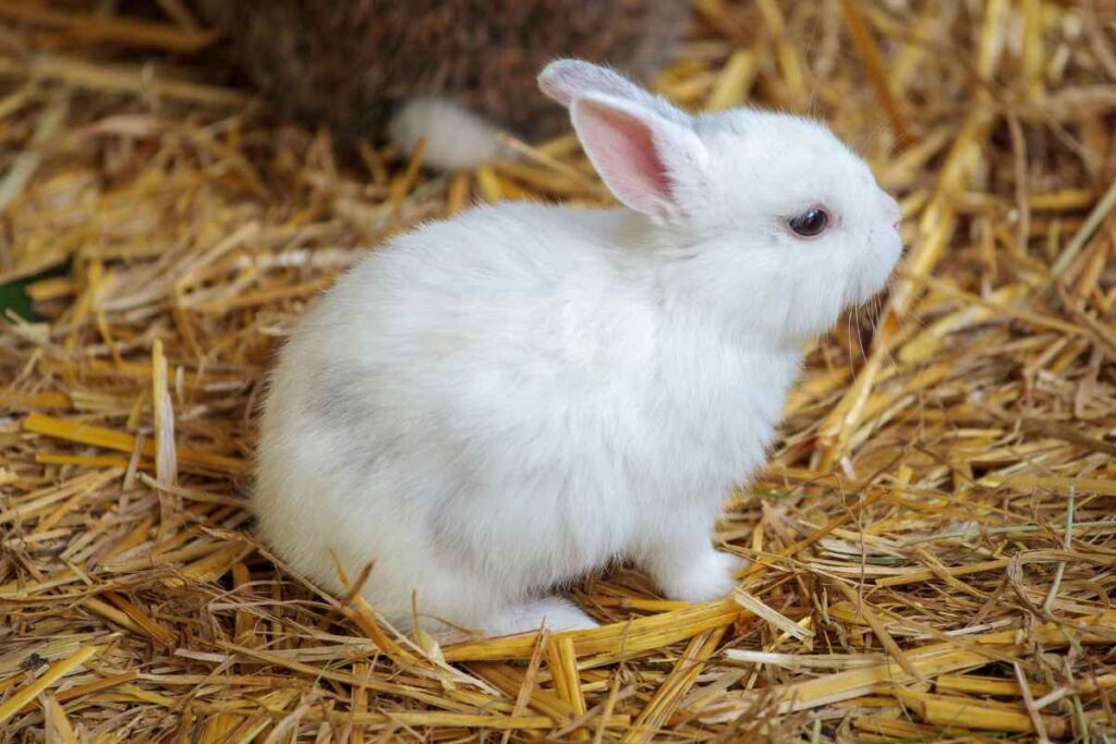 The Complete Starter Pack for the Rabbit Owner – Urbaki Pets