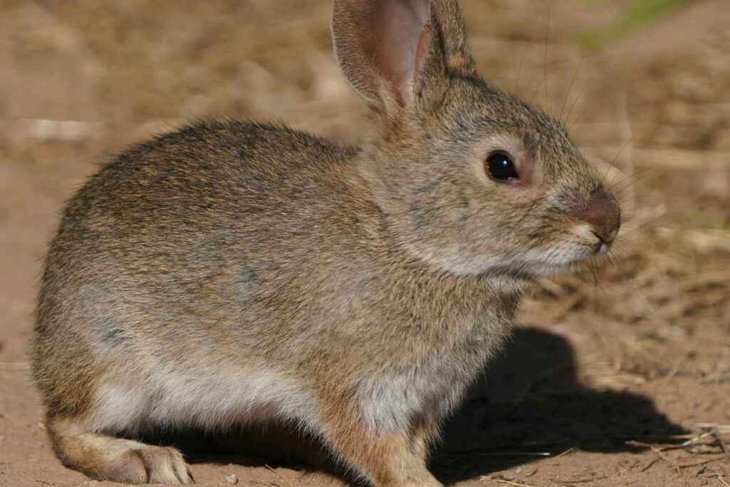 The Complete Starter Pack for the Rabbit Owner – Urbaki Pets