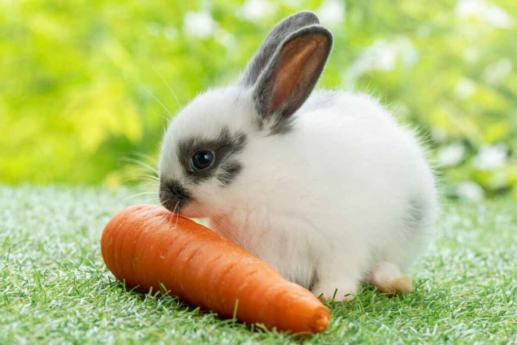 The Complete Starter Pack for the Rabbit Owner – Urbaki Pets