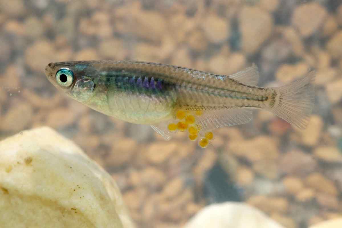 How to Hatch Any Type of Fish Eggs – Urbaki Pets