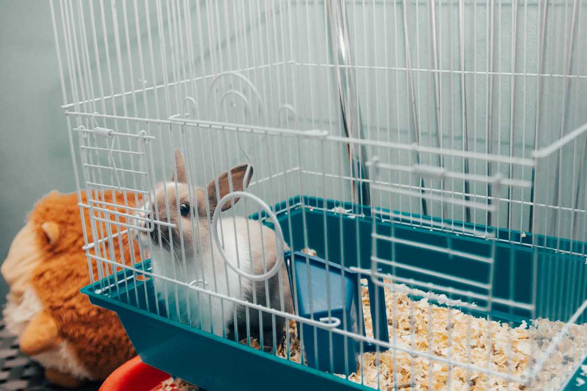 How To Keep Your Home Clean & Organized With Rabbits – Urbaki Pets
