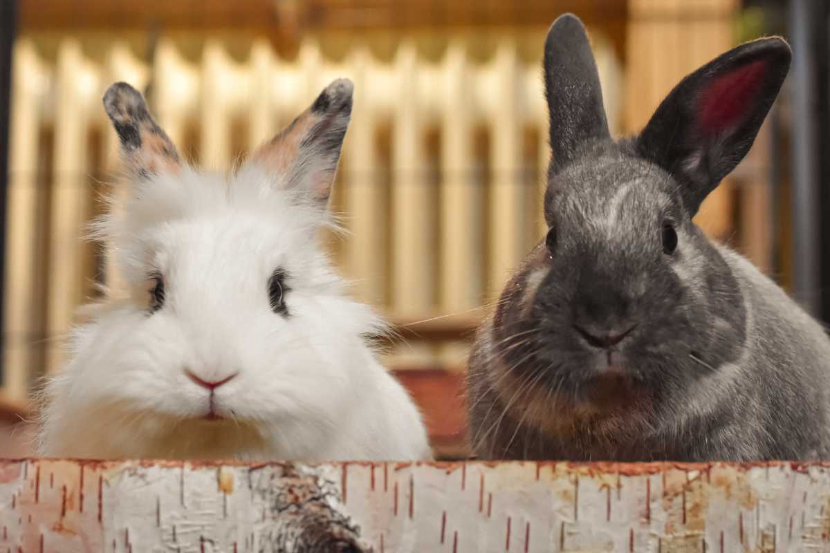 How To Keep Your Home Clean & Organized With Rabbits – Urbaki Pets