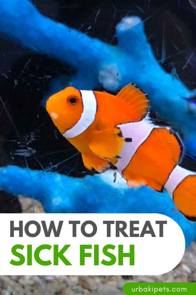 How to Treat Sick Fish – Urbaki Pets