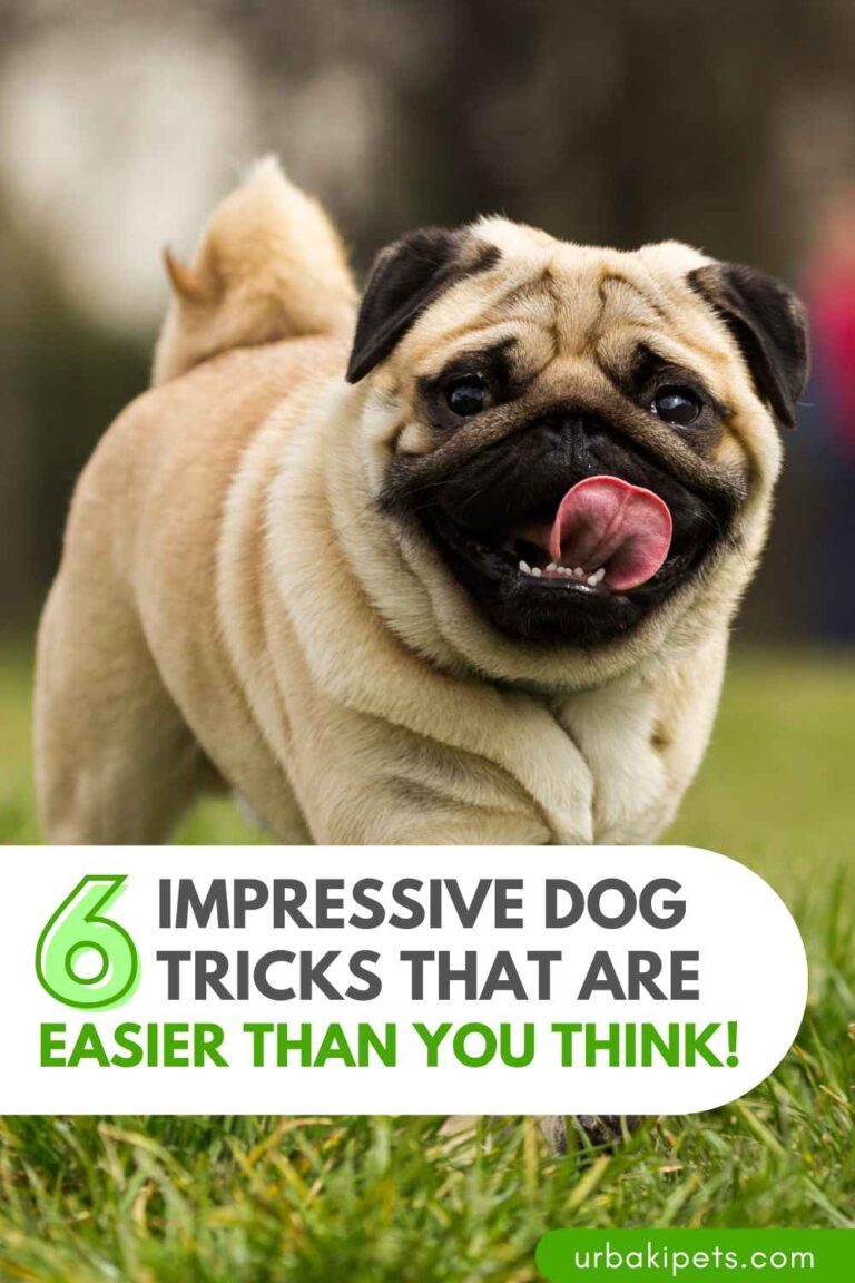 6 Impressive Dog Tricks That Are Easier Than You Think! – Urbaki Pets