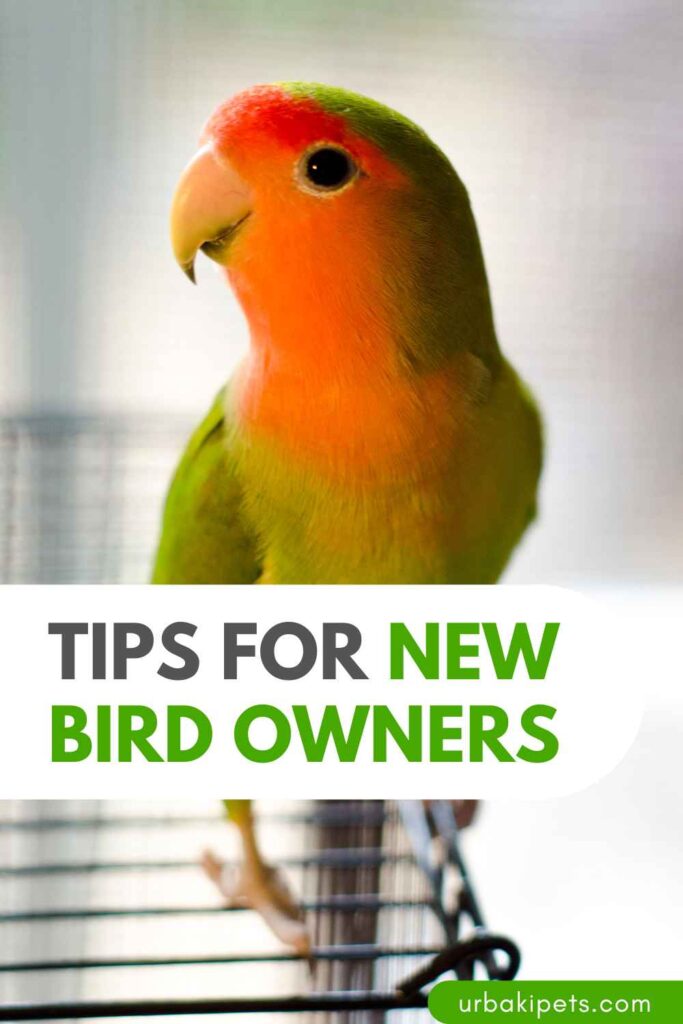 Tips for New Bird Owners – Urbaki Pets
