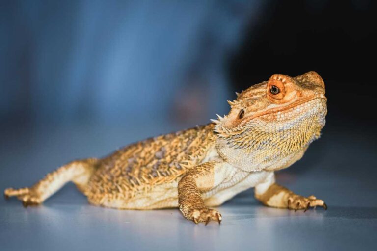 Top 5 Lizards For Beginner Keepers – Urbaki Pets