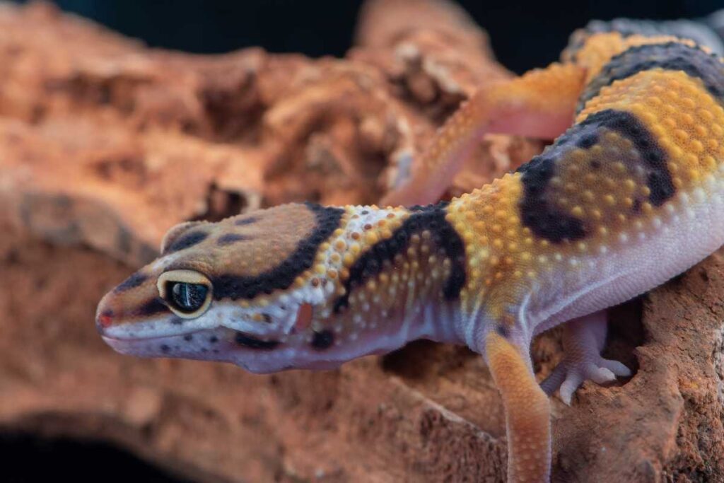 Top 5 Lizards For Beginner Keepers – Urbaki Pets