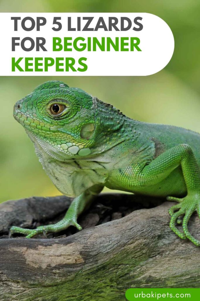 Top 5 Lizards For Beginner Keepers – Urbaki Pets