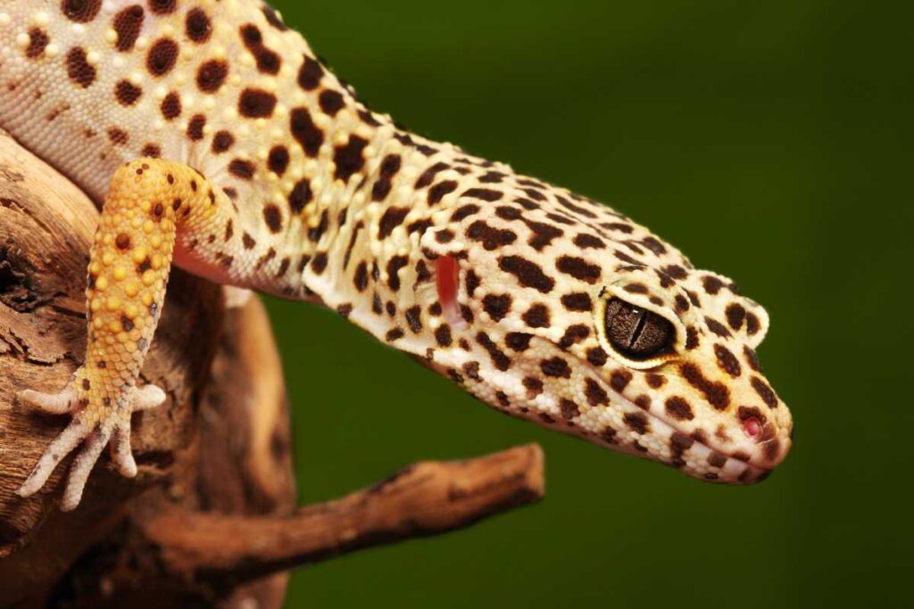 Top 5 Lizards For Beginner Keepers – Urbaki Pets