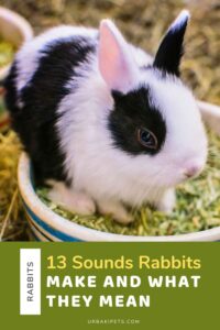 13 Sounds Rabbits Make and What They Mean – Urbaki Pets