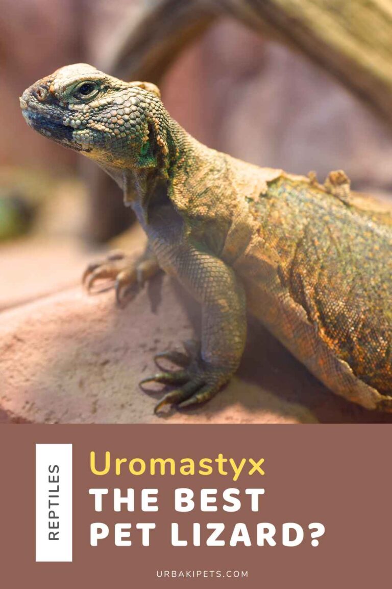 Uromastyx, The Best Pet Lizard? – Urbaki Pets