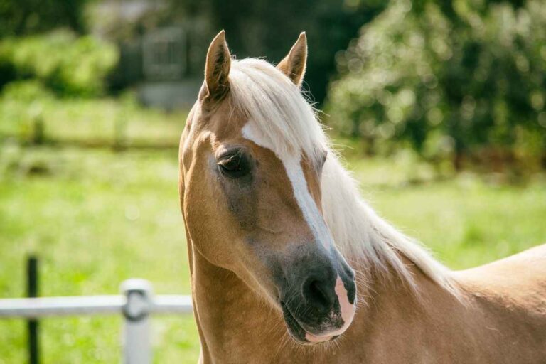 Incredible Daily Horse Care Routine – Urbaki Pets