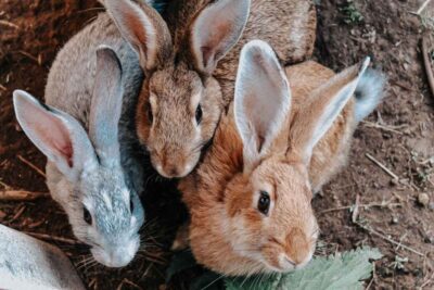 How to Introduce a New Rabbit to My Existing Rabbit – Urbaki Pets