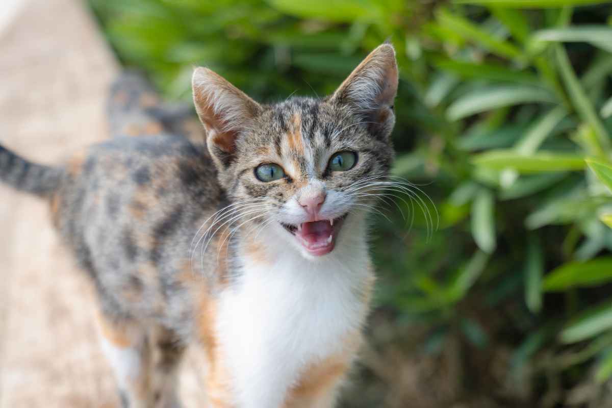 Why is My Cat Meowing? Understand Feline Talk – Urbaki Pets
